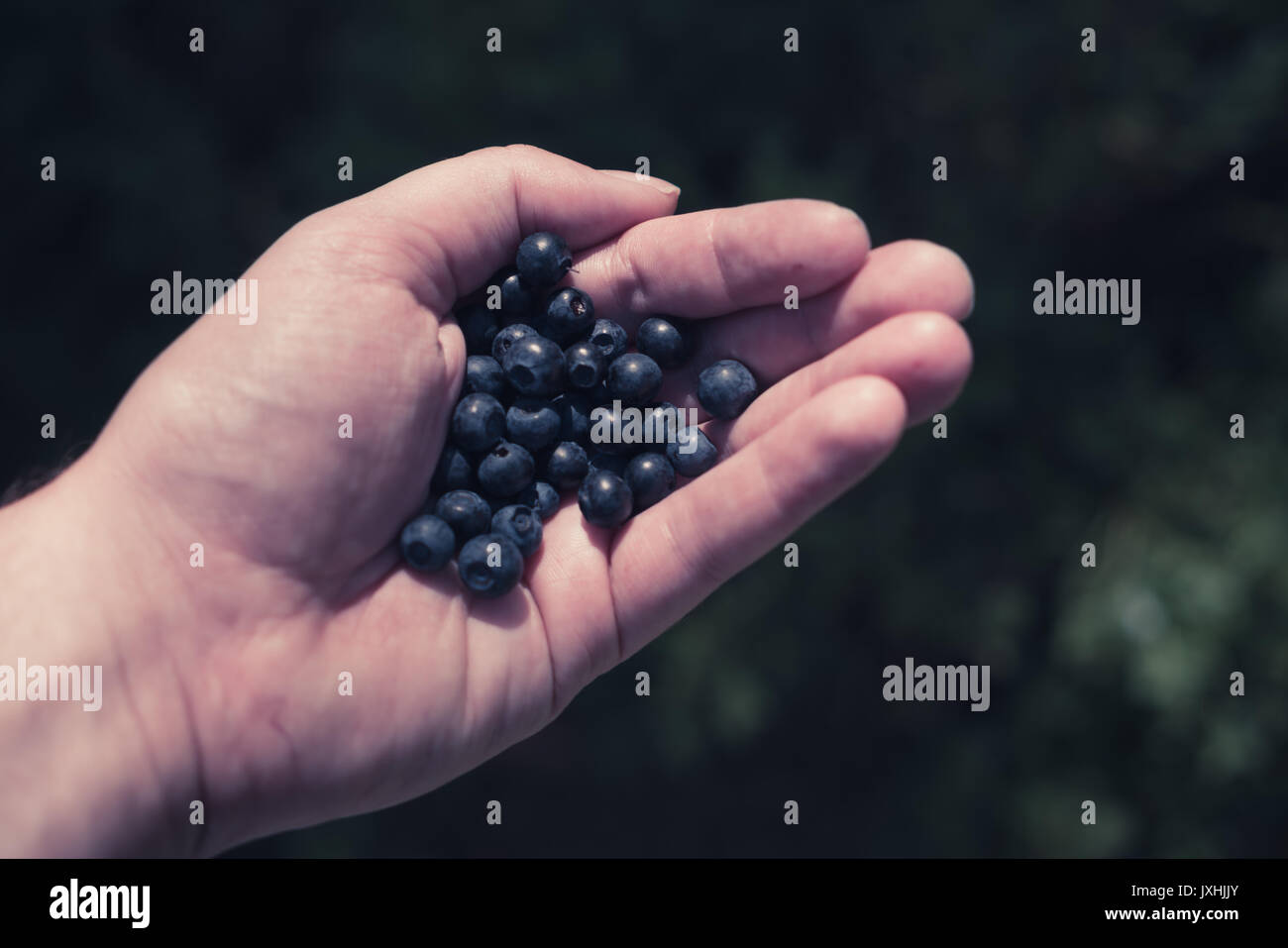Blueberries picker hi-res stock photography and images - Alamy