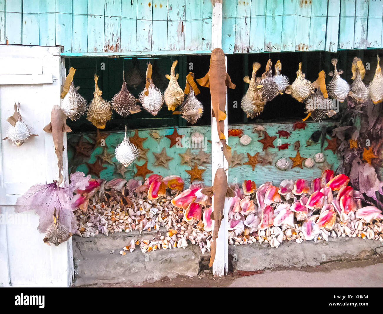 Sea shells souvenirs somewhere in Dominican Republic Stock Photo - Alamy