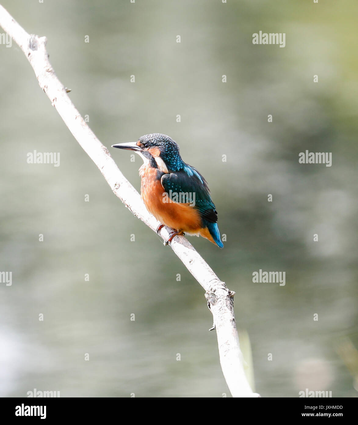 Common Kingfisher (Alcedo atthis Stock Photo - Alamy