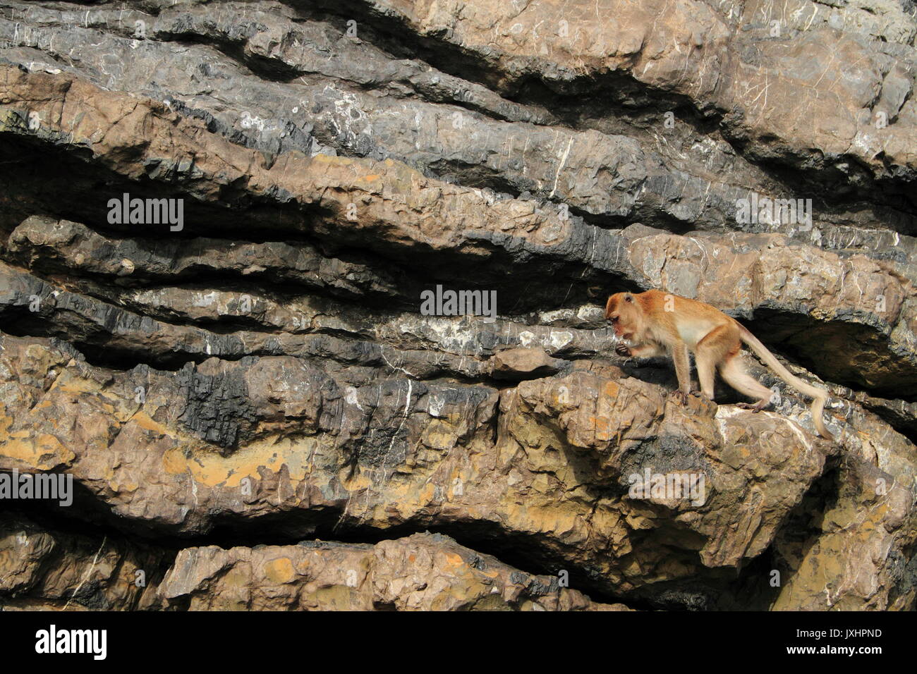Monkey cliff hi-res stock photography and images - Alamy