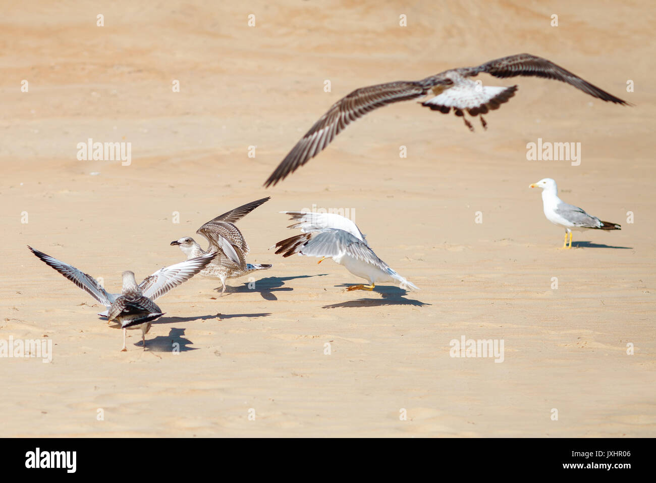 Seagull on a sandy sea shore Stock Photo - Alamy