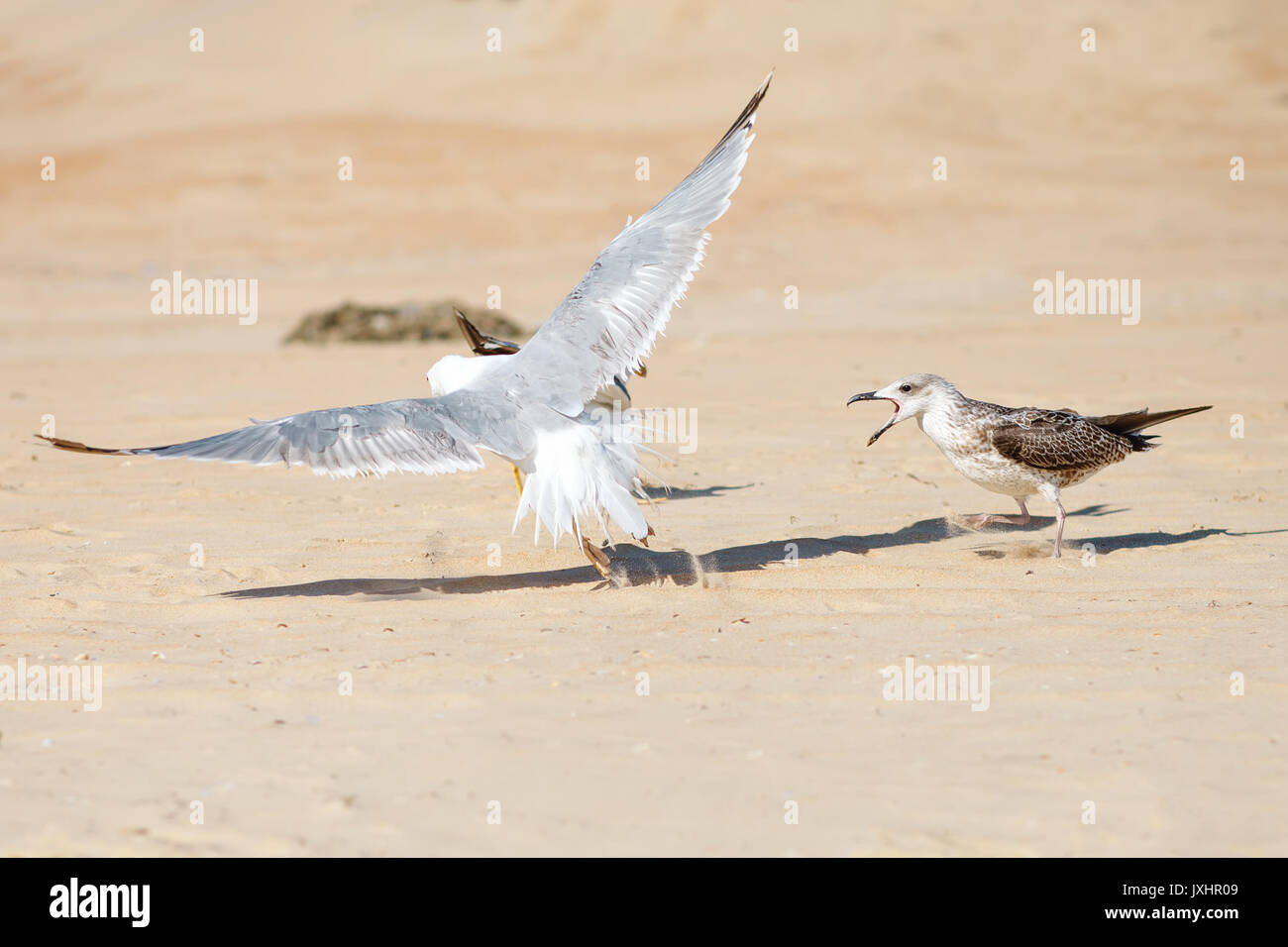Common seagull fishing hi-res stock photography and images - Alamy