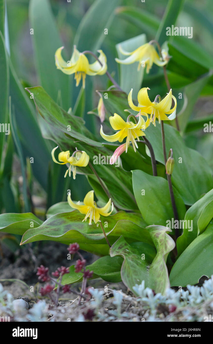 Dog’s tooth violets hi-res stock photography and images - Alamy