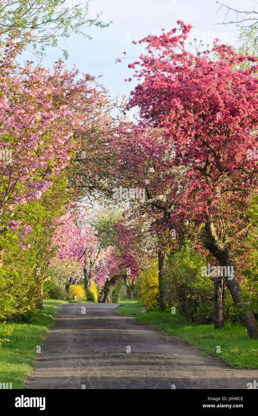 Avenue with flowering fruit trees Stock Photo - Alamy
