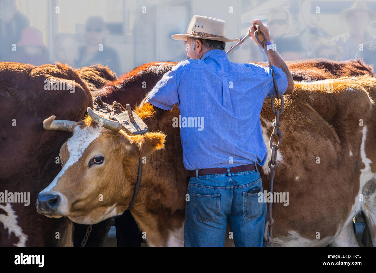 Bullock team hi-res stock photography and images - Alamy