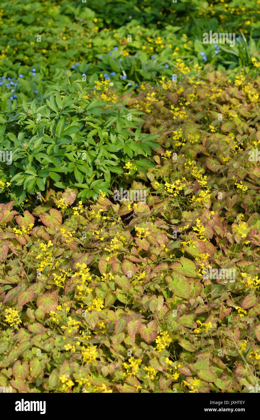 Barrenwort ‘frohnleiten’ hi-res stock photography and images - Alamy