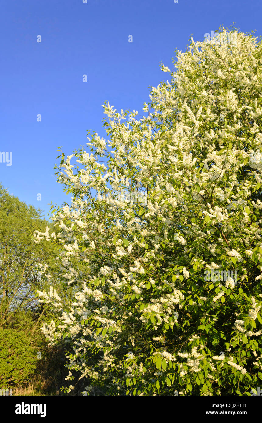 Bird cherry (Prunus padus Stock Photo - Alamy
