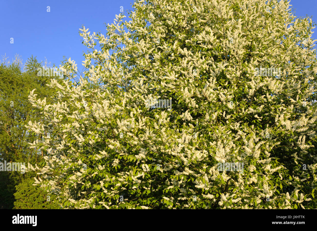 Bird cherry (Prunus padus Stock Photo - Alamy