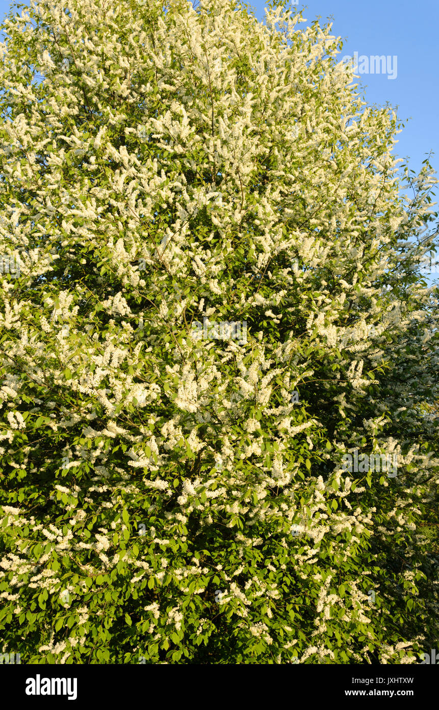 Bird cherry (Prunus padus Stock Photo - Alamy