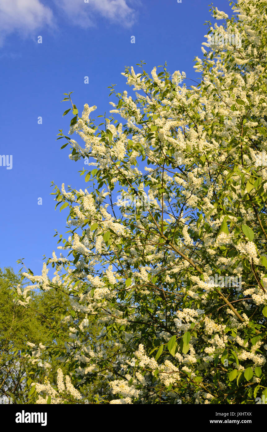 Bird cherry (Prunus padus Stock Photo - Alamy
