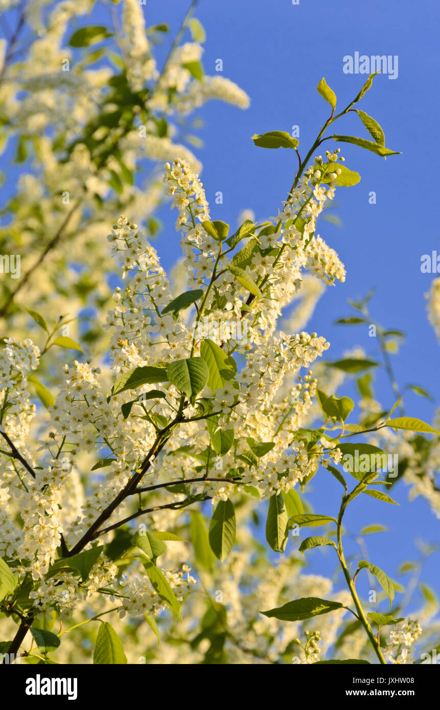 Bird cherry (Prunus padus Stock Photo - Alamy
