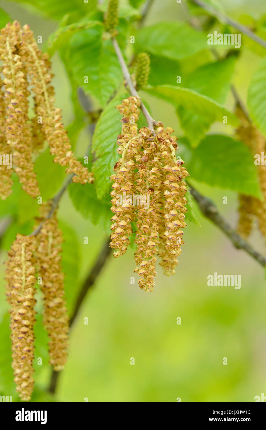 Betula hi-res stock photography and images - Alamy