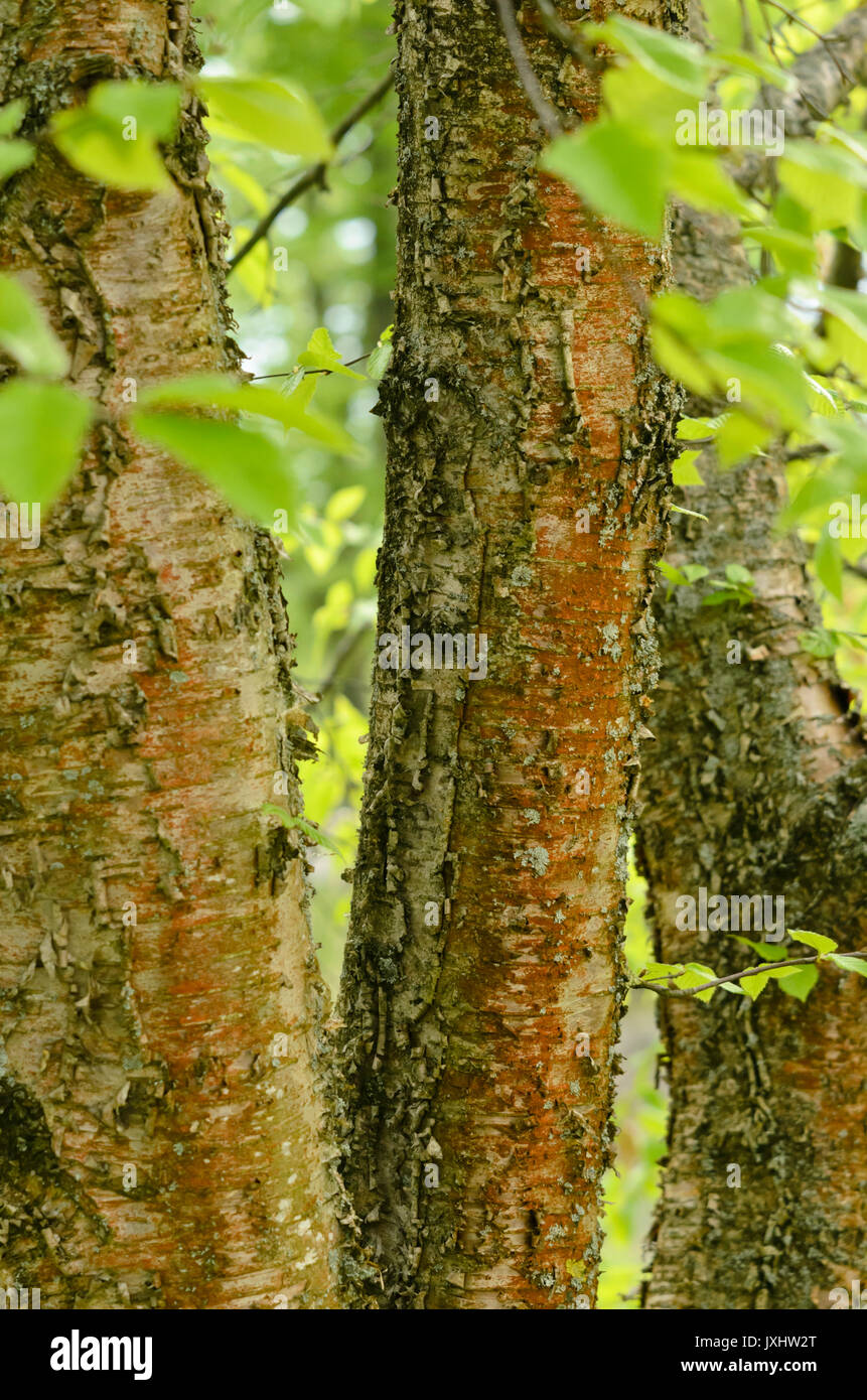 Betula hi-res stock photography and images - Alamy