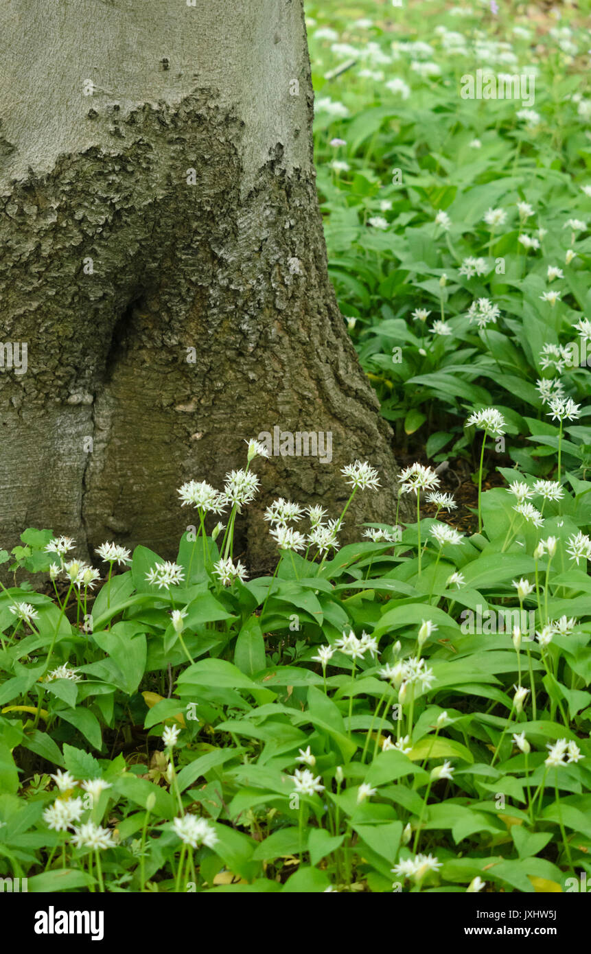 Wood garlic (Allium ursinum Stock Photo - Alamy