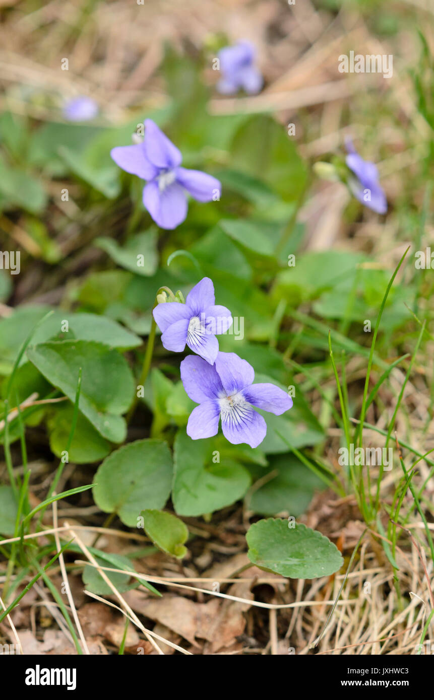 Early dog violet (Viola reichenbachiana Stock Photo - Alamy