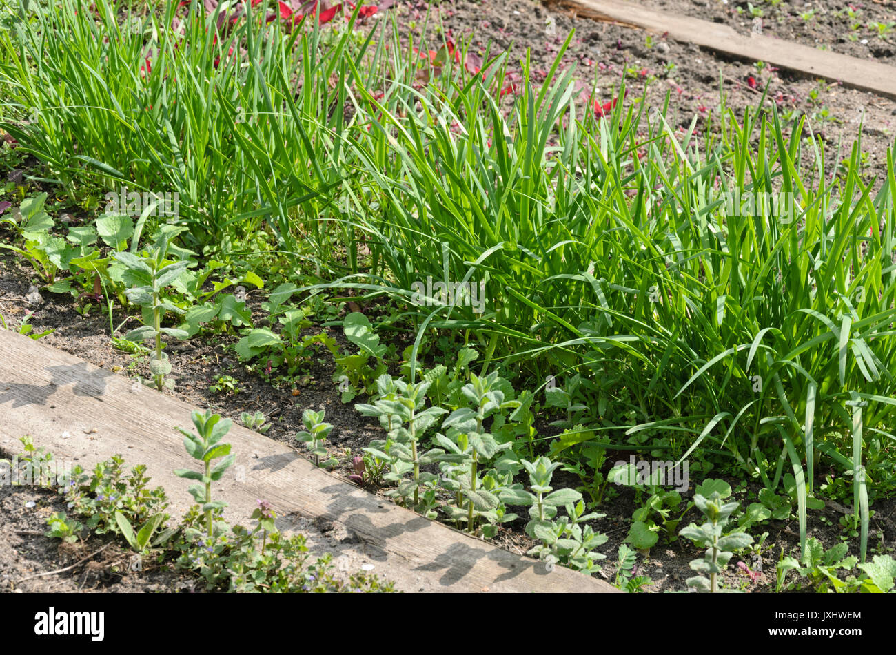 Allium sativum plant plants hi-res stock photography and images - Alamy