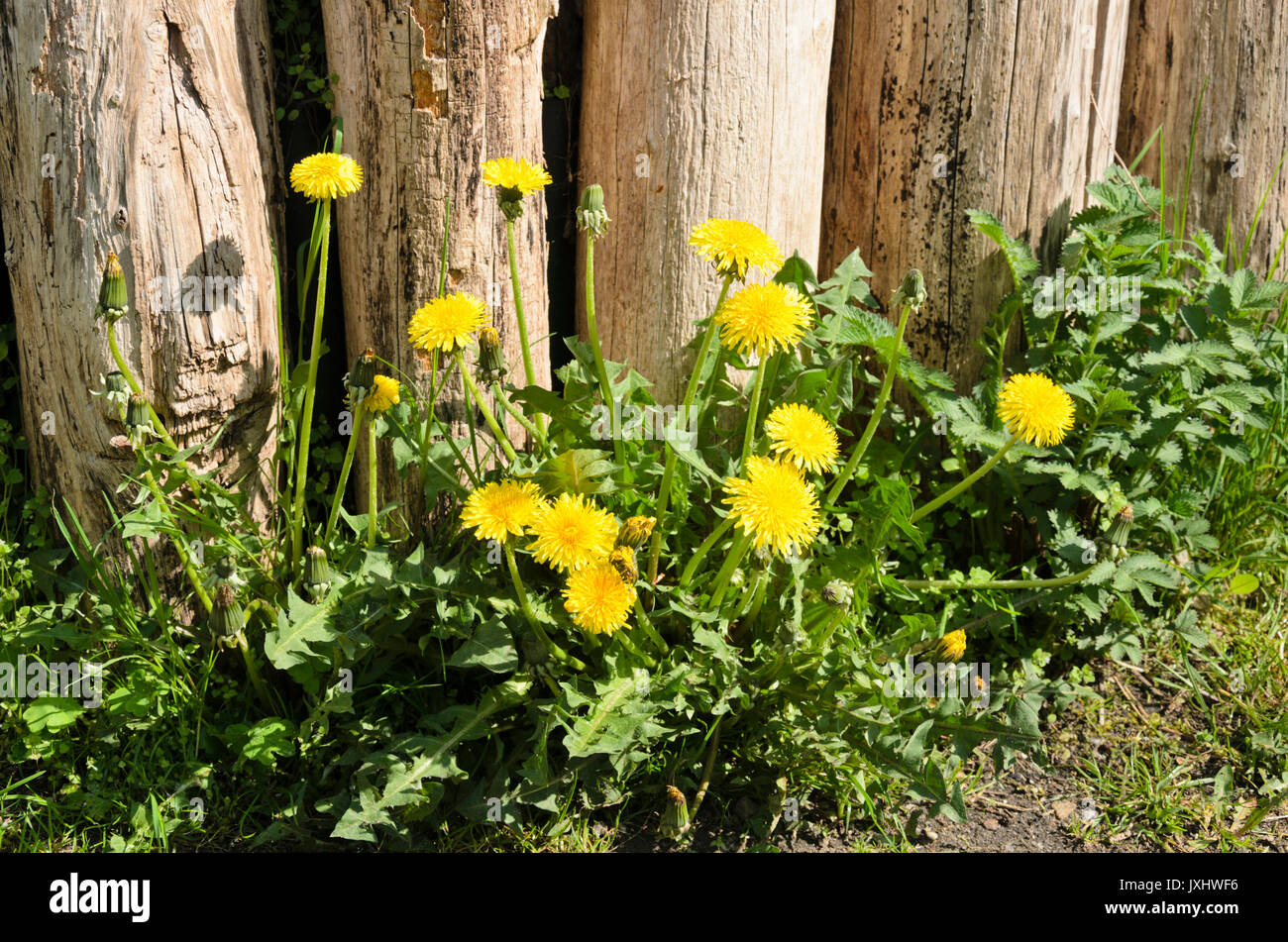 Dandelion taraxacum officinale asteraceae hi-res stock photography and ...