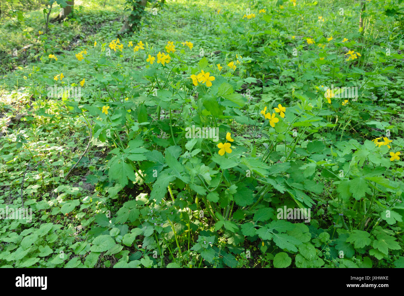 Greater celandine (Chelidonium majus Stock Photo - Alamy