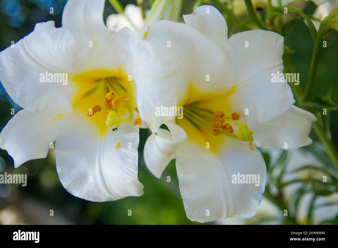 White lily flower in the garden. Beautiful nature lily flower blossom ...