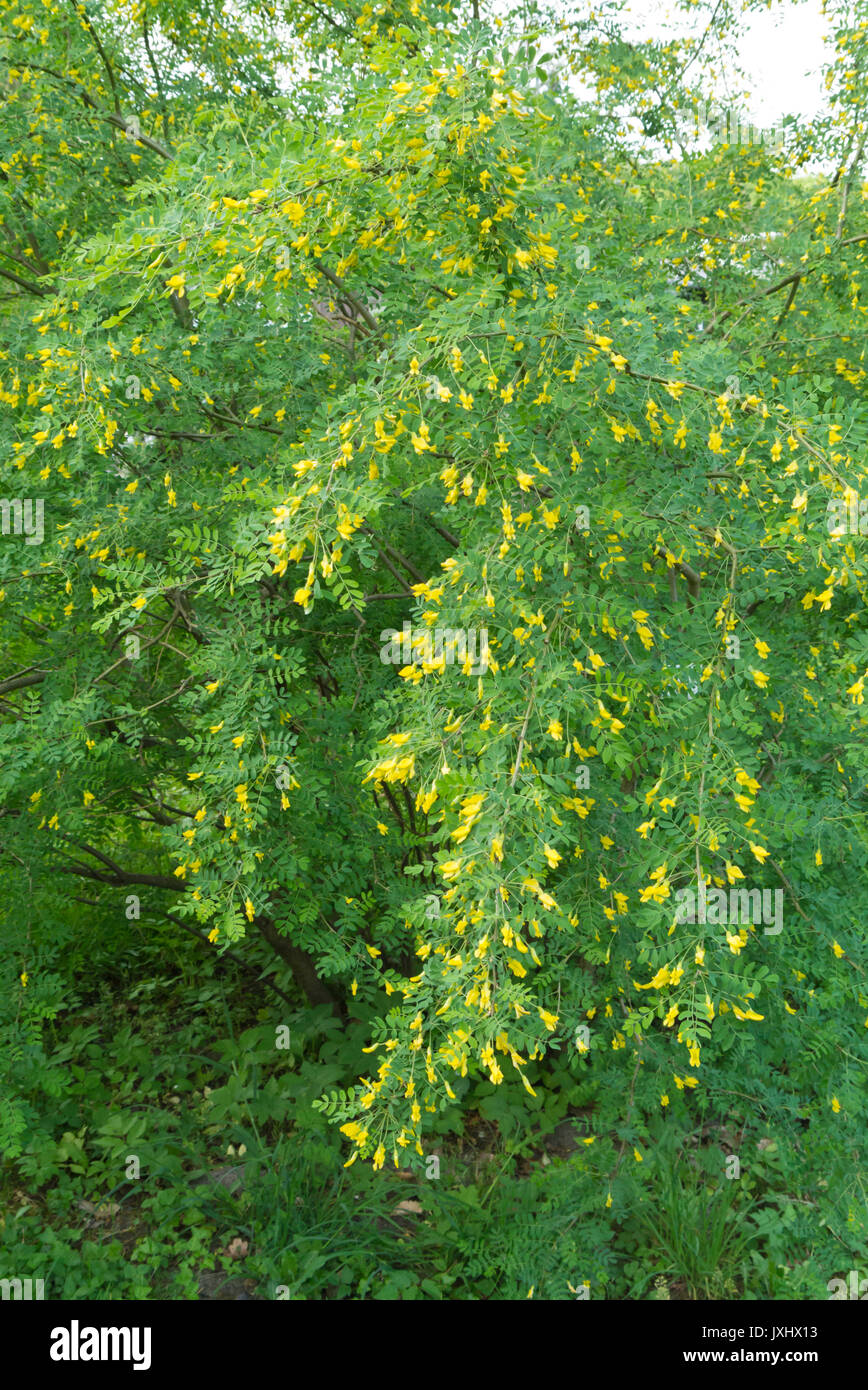 Siberian peashrub (Caragana arborescens Stock Photo - Alamy