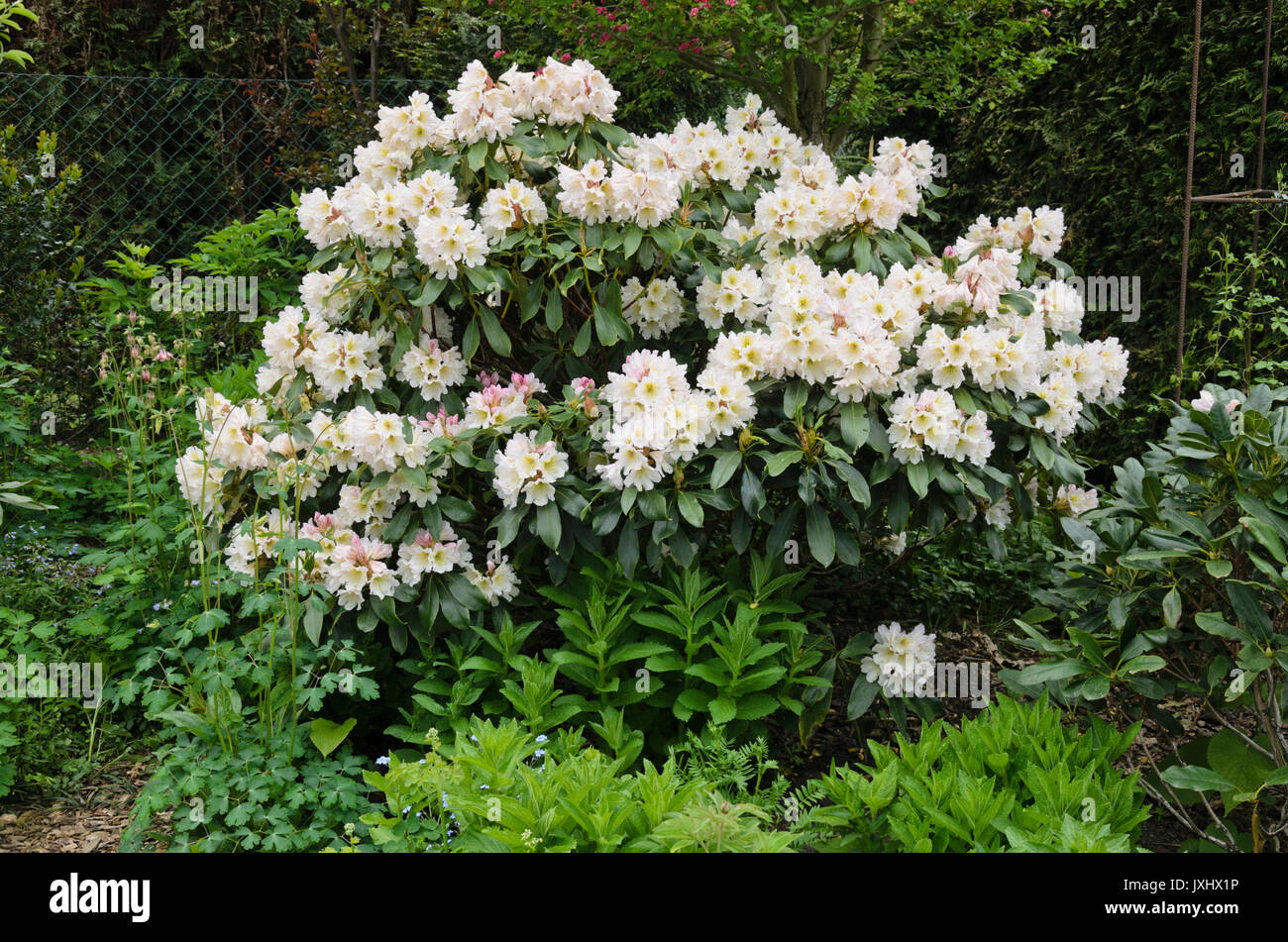 Flowering white rhododendron rhododendron hi-res stock photography and ...