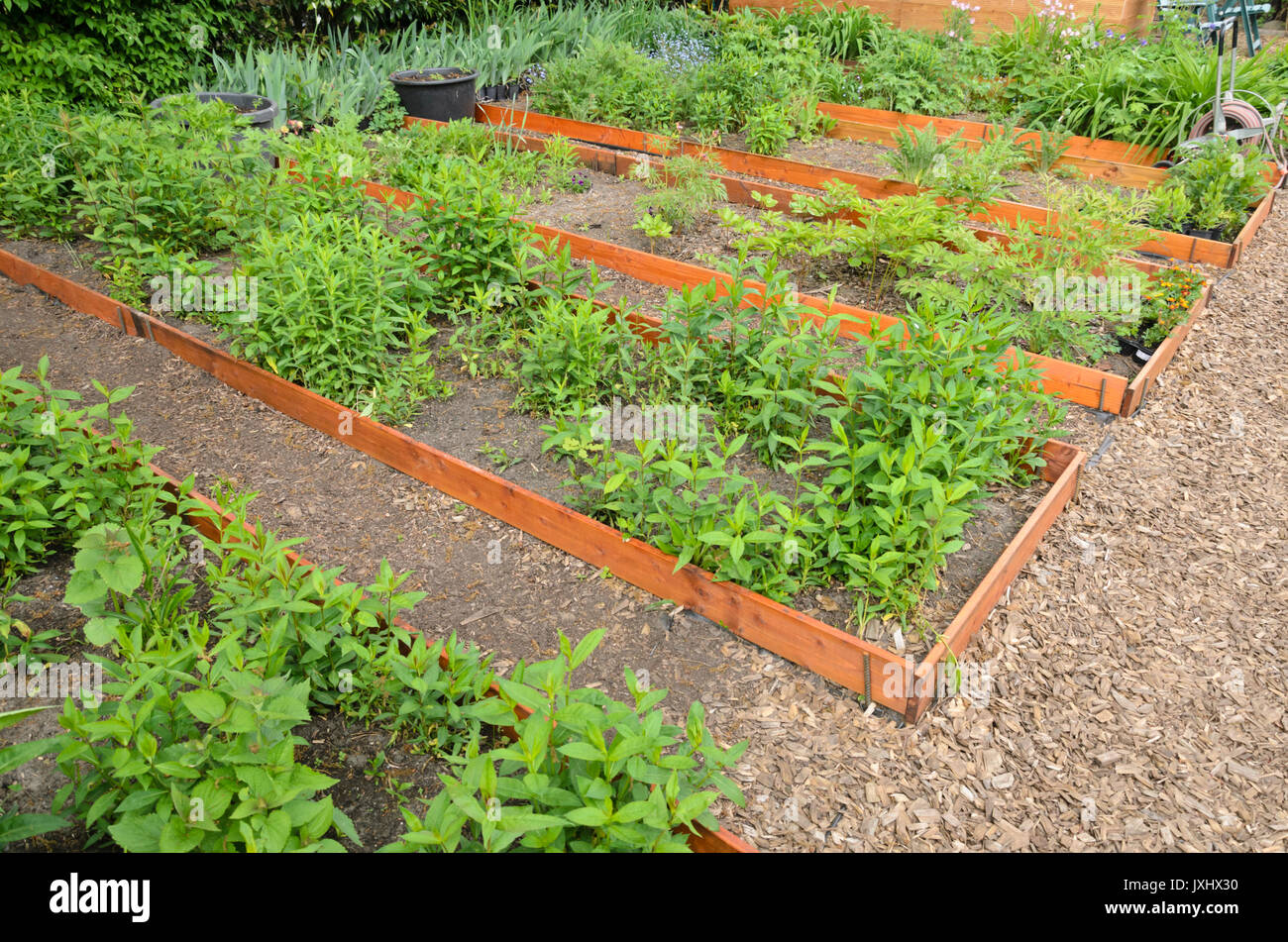 Garden phlox (Phlox paniculata) in propagation beds. Design: Marianne ...