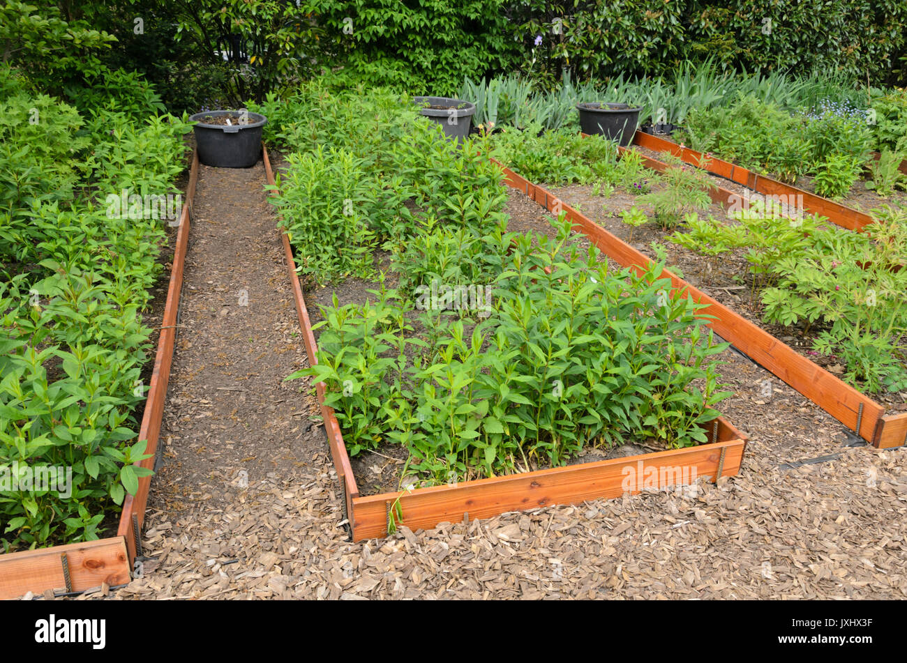 Garden phlox (Phlox paniculata) in propagation beds. Design: Marianne ...
