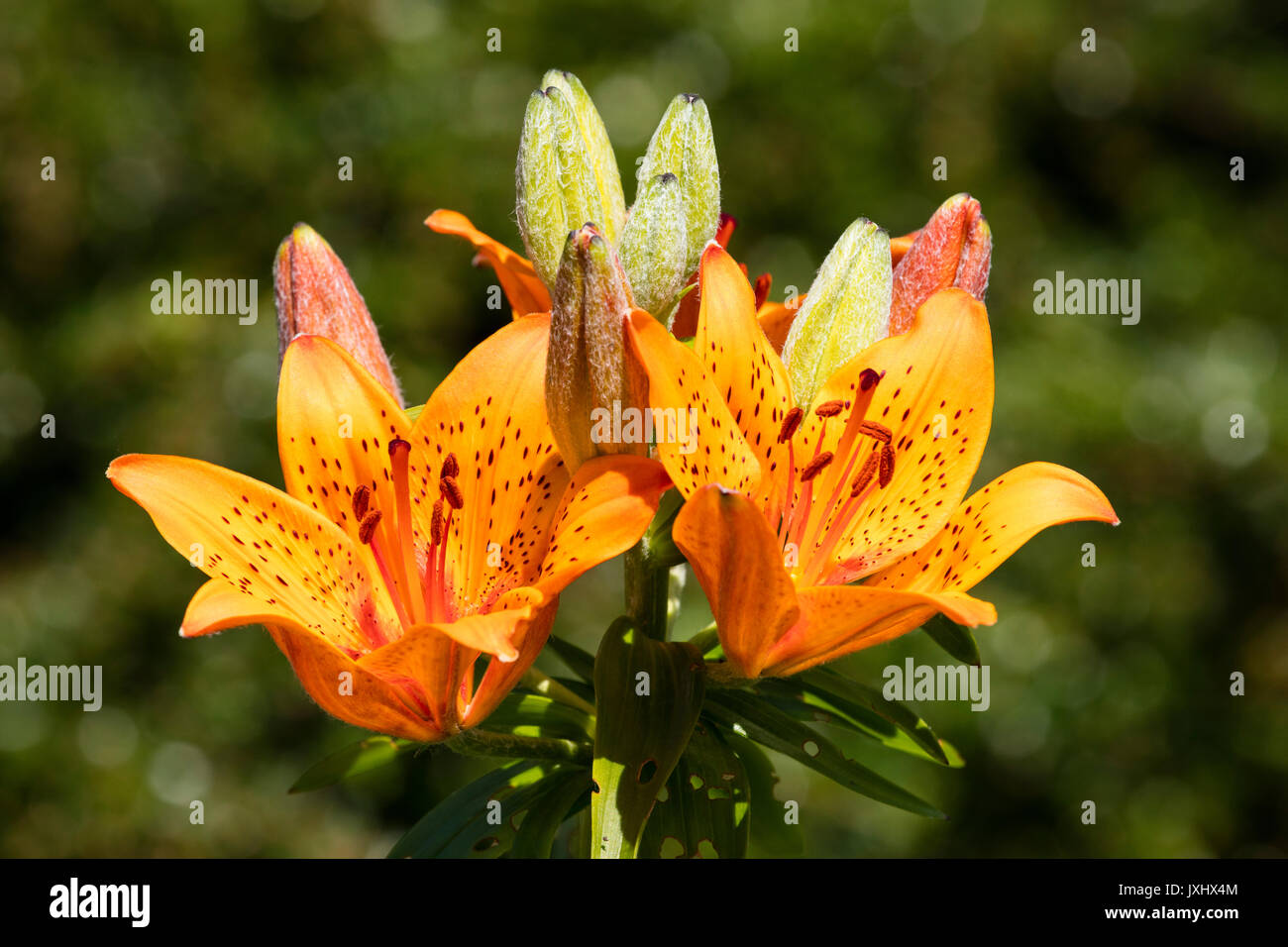 Flowering Fire Lily (Lilium bulbiferum Stock Photo - Alamy