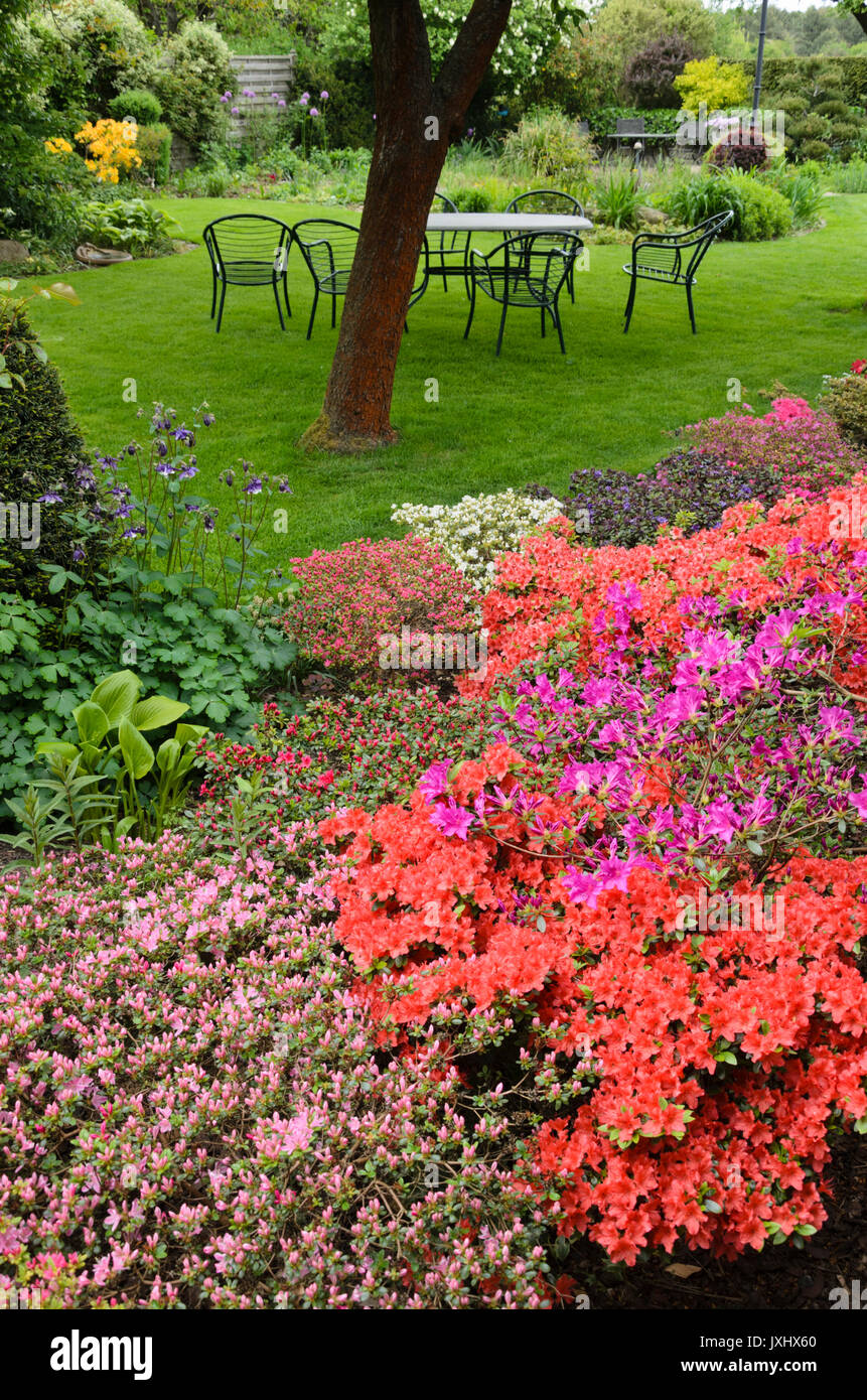 Azaleas (Rhododendron) in a perennial garden. Design: Marianne and ...