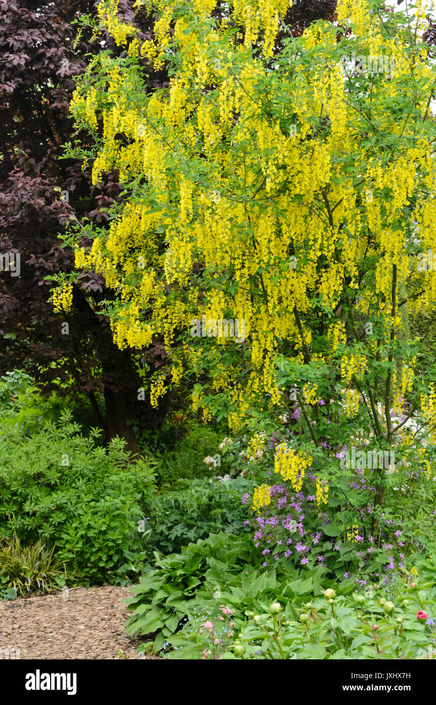 Laburnum hi-res stock photography and images - Alamy
