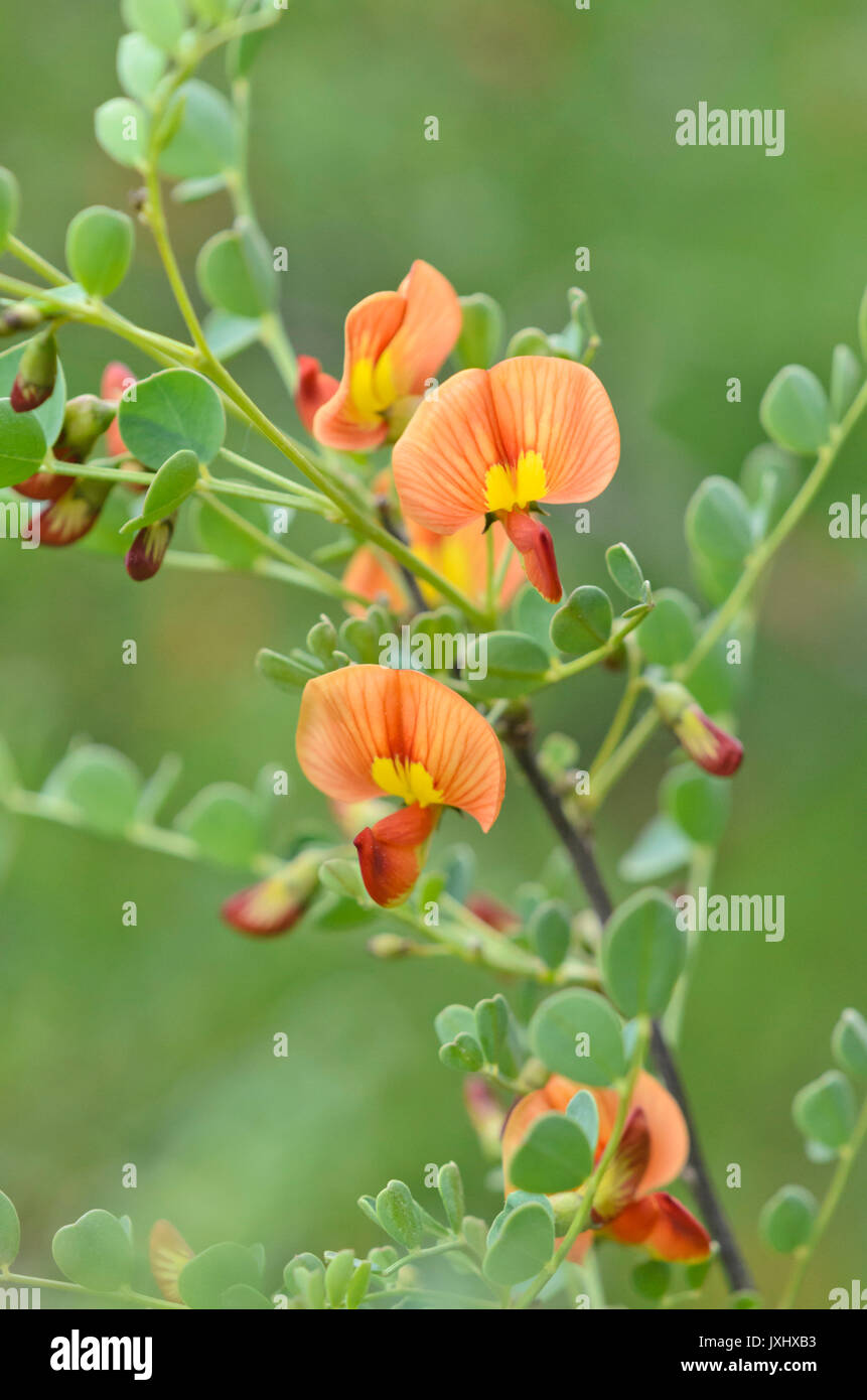 Colutea hi-res stock photography and images - Alamy