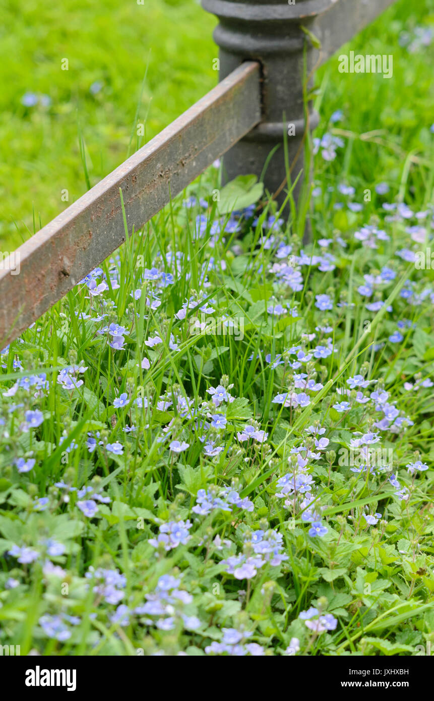 Germander speedwell (Veronica chamaedrys Stock Photo - Alamy