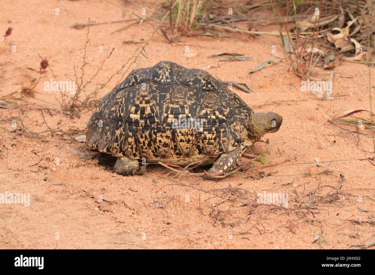 Leopard turtle hi-res stock photography and images - Alamy