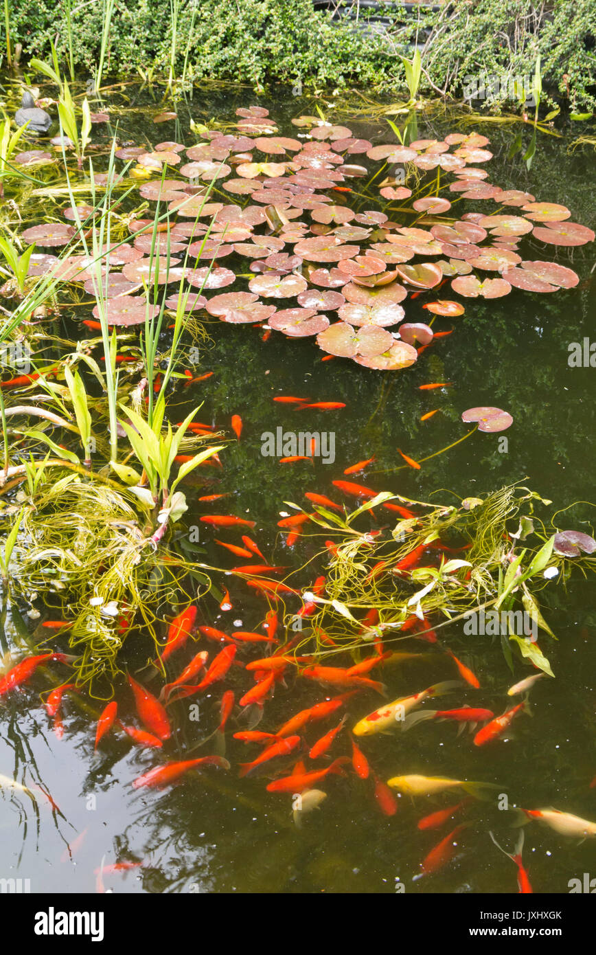 Goldfish ponds hi-res stock photography and images - Alamy