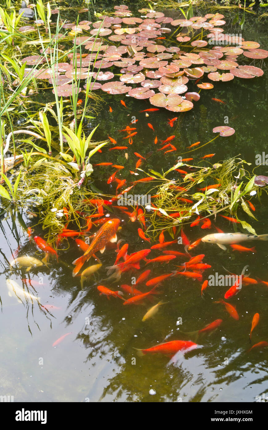 Goldfish Stock Tank Pond at Eva Sherwin blog