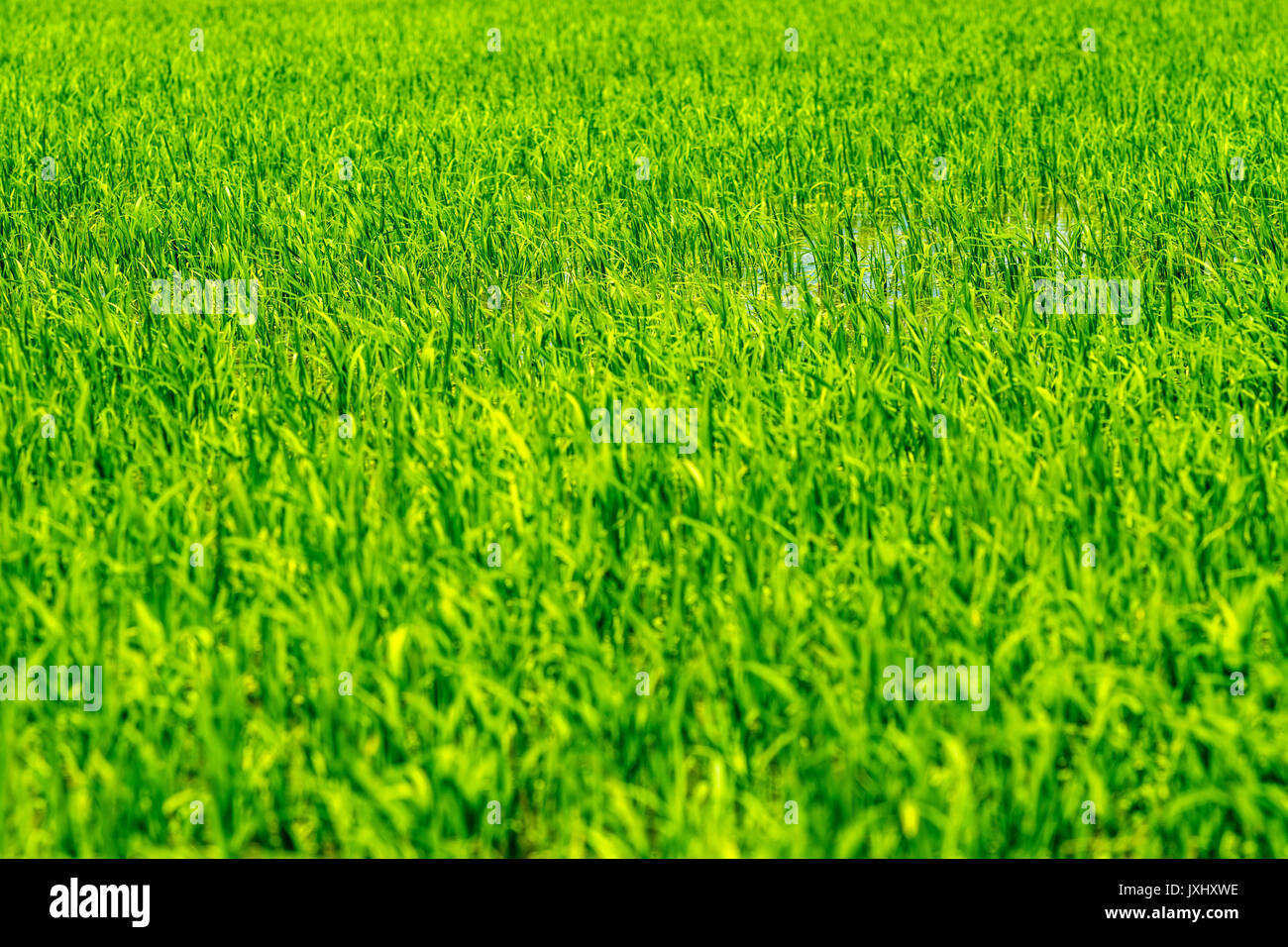 Rice spain delta de ebro hi-res stock photography and images - Alamy