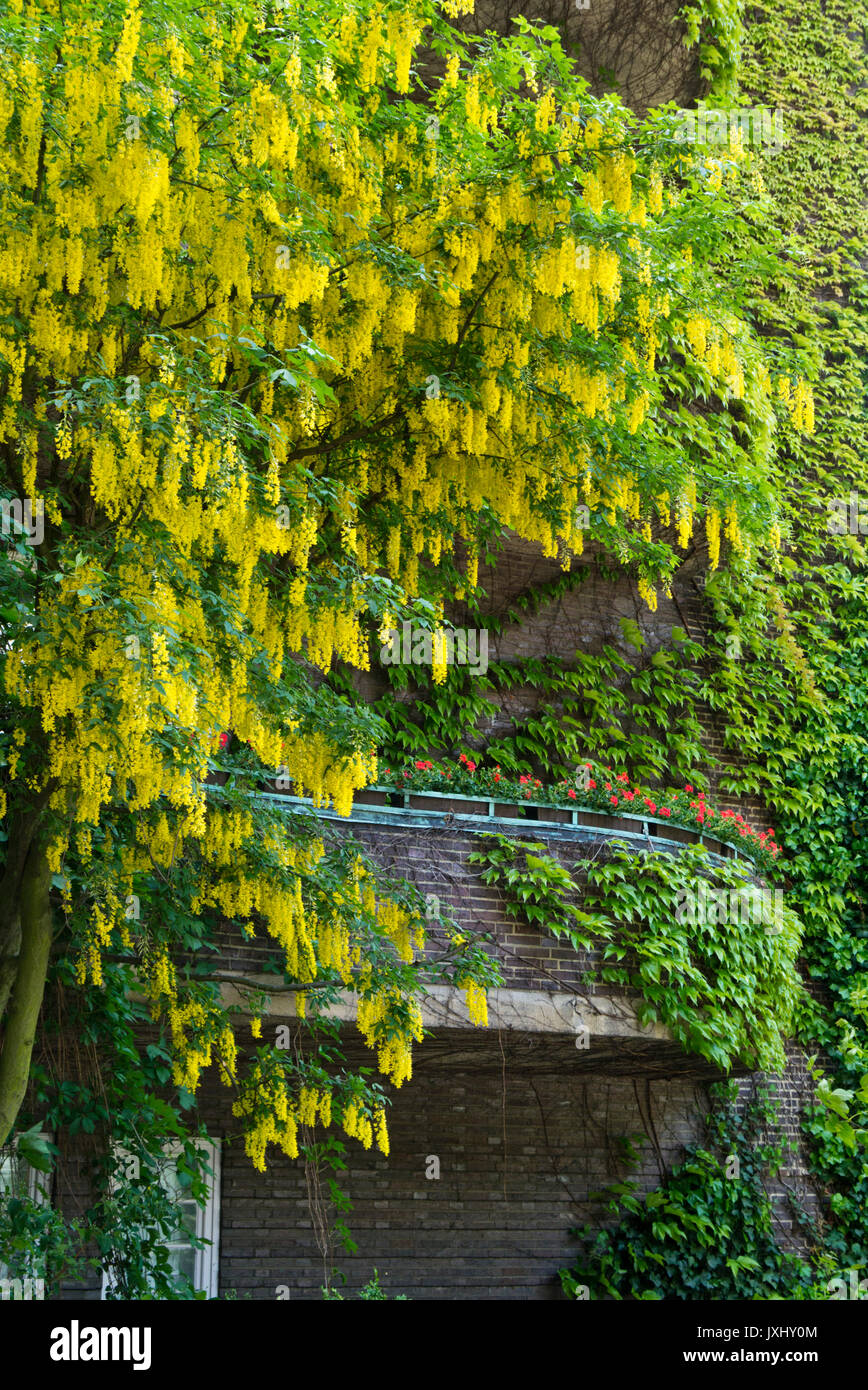 Common laburnums hi-res stock photography and images - Alamy