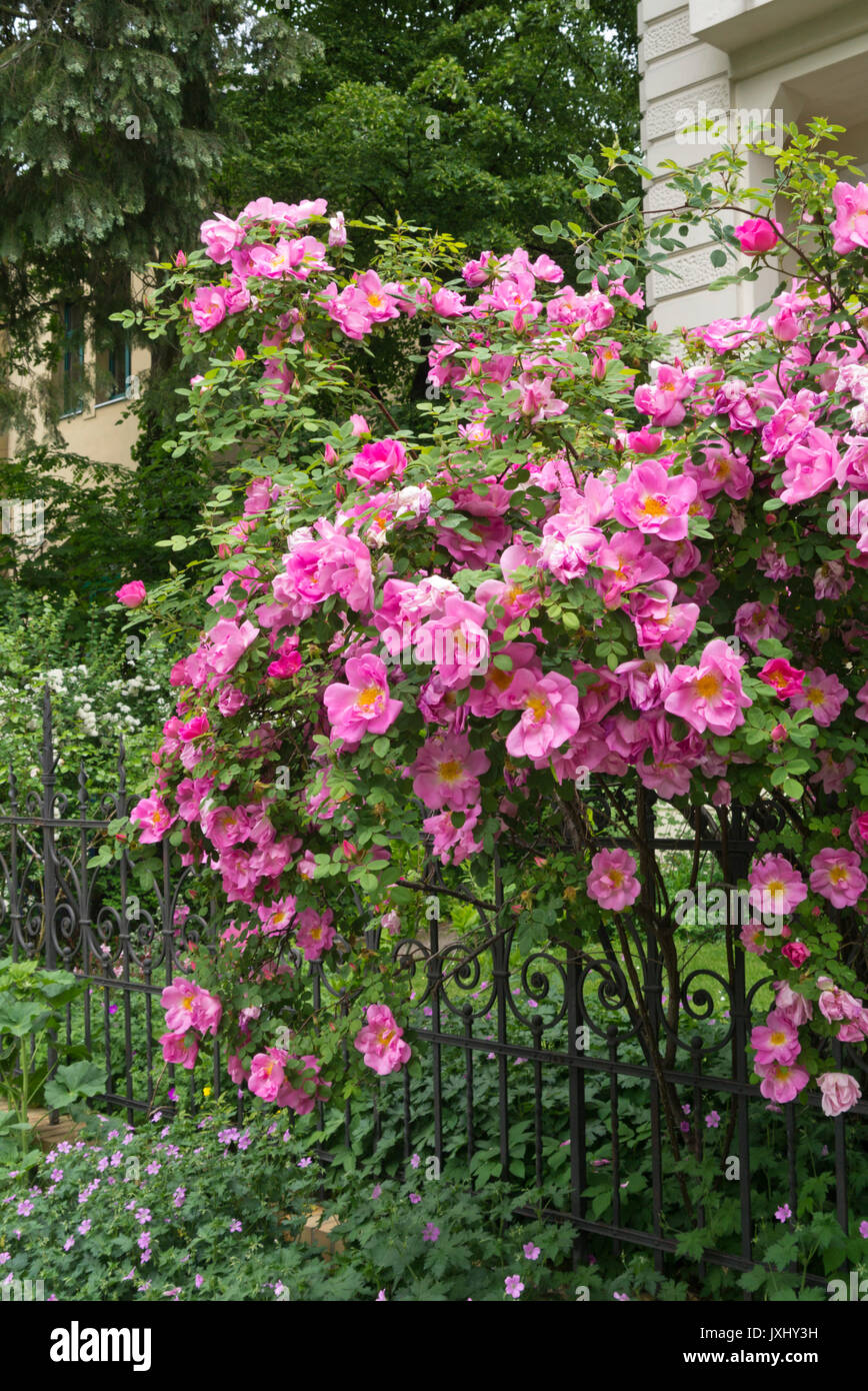 Fence flora hi-res stock photography and images - Alamy