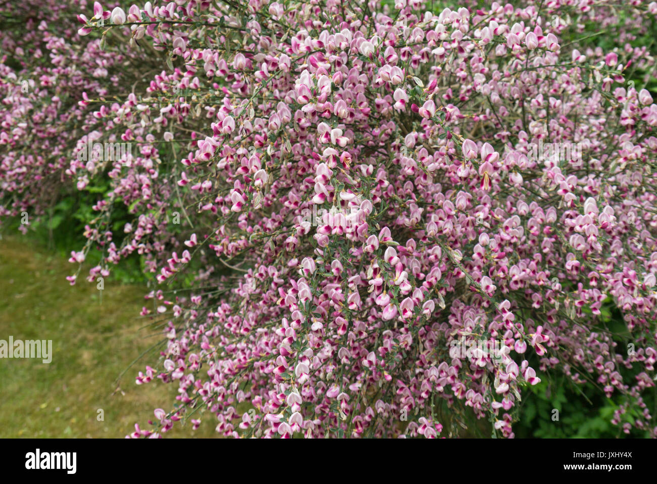 Common broom (Cytisus scoparius 'Mrs Norman Henry' Stock Photo - Alamy