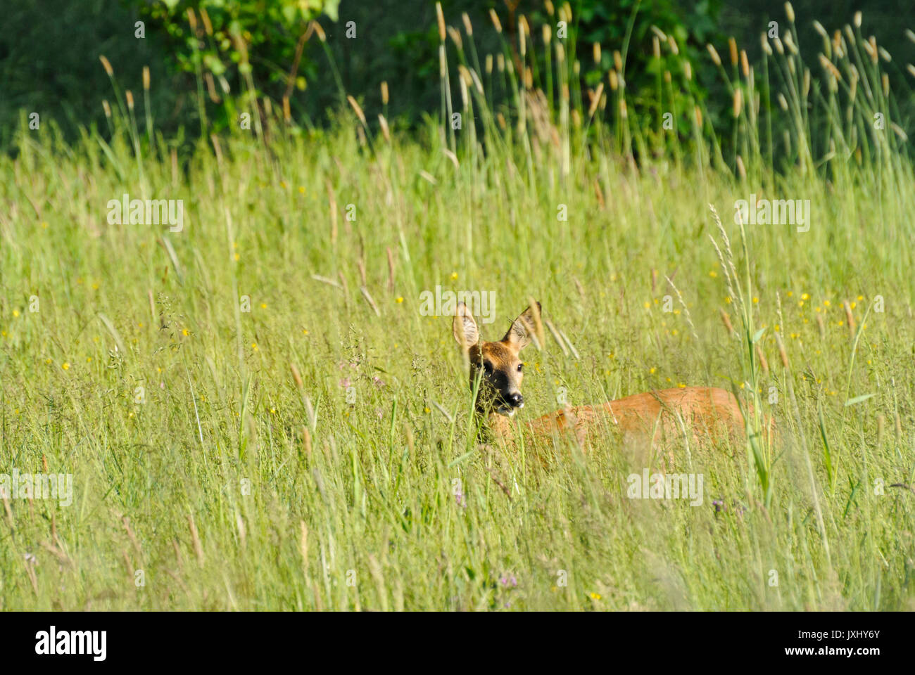 Roe deer capreolus capreolus in spring hi-res stock photography and ...