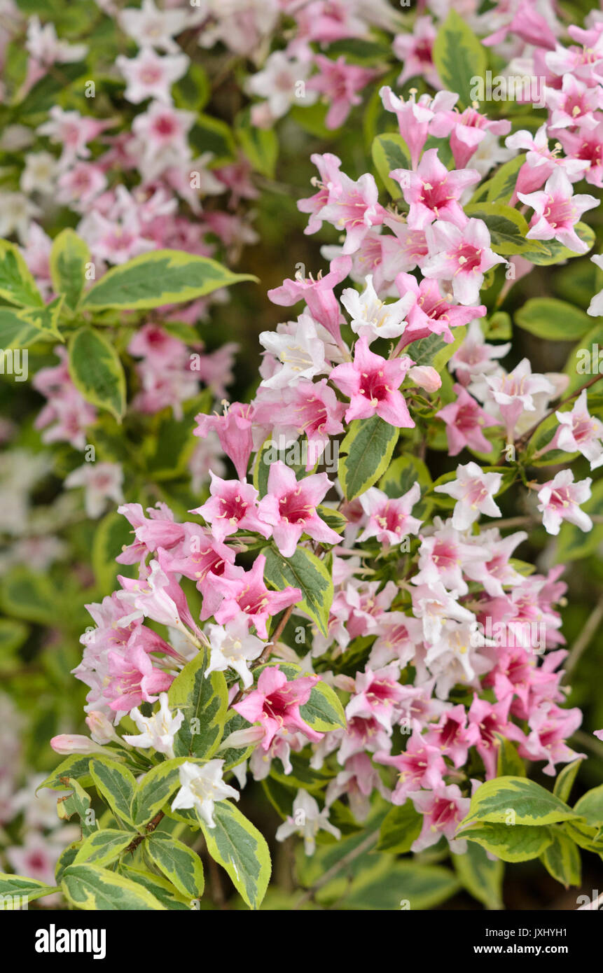 Weigela florida 'Variegata' Stock Photo - Alamy