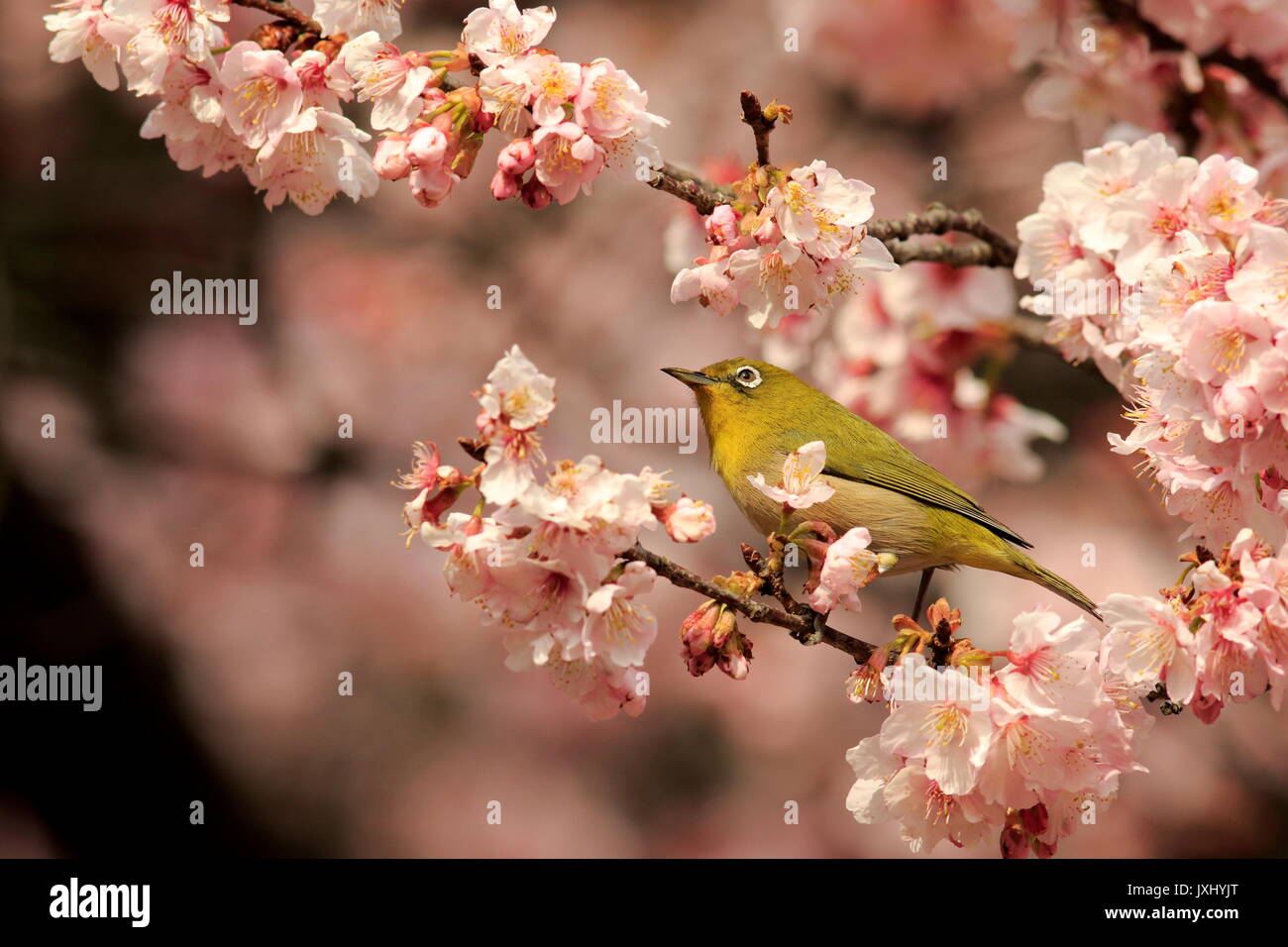 Japanese bird cherry blossom hi-res stock photography and images - Alamy