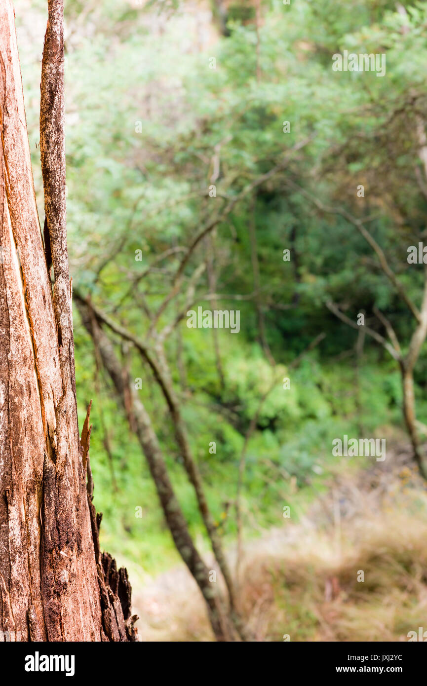 Australian bush nature landscape hi-res stock photography and images ...