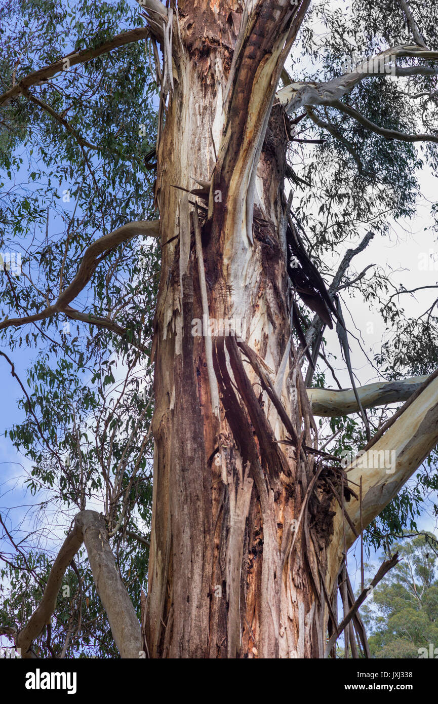 Stringybarl hi-res stock photography and images - Alamy