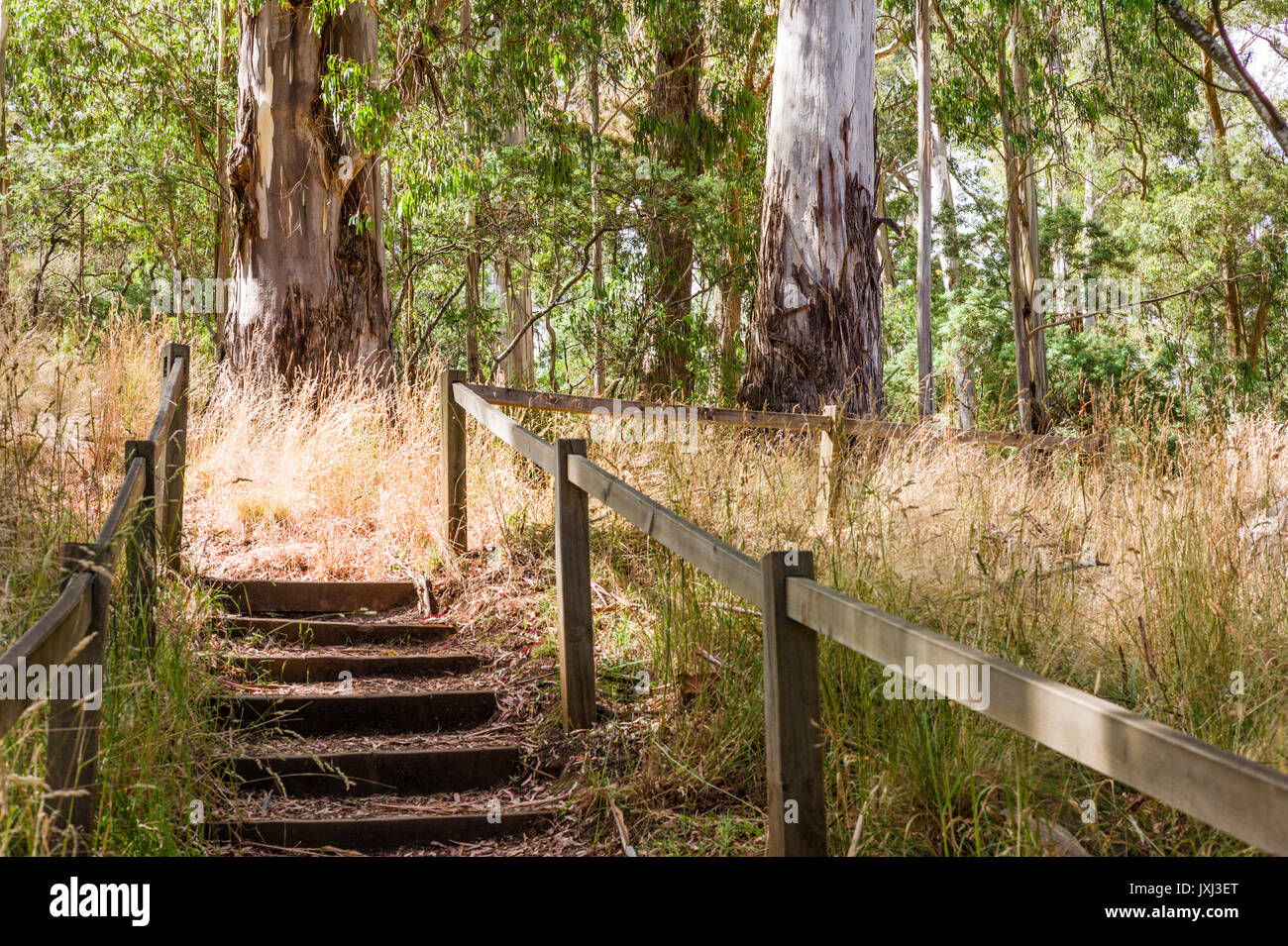 Wooden stairs, gradual incline, viewed from below. Bushland setting ...