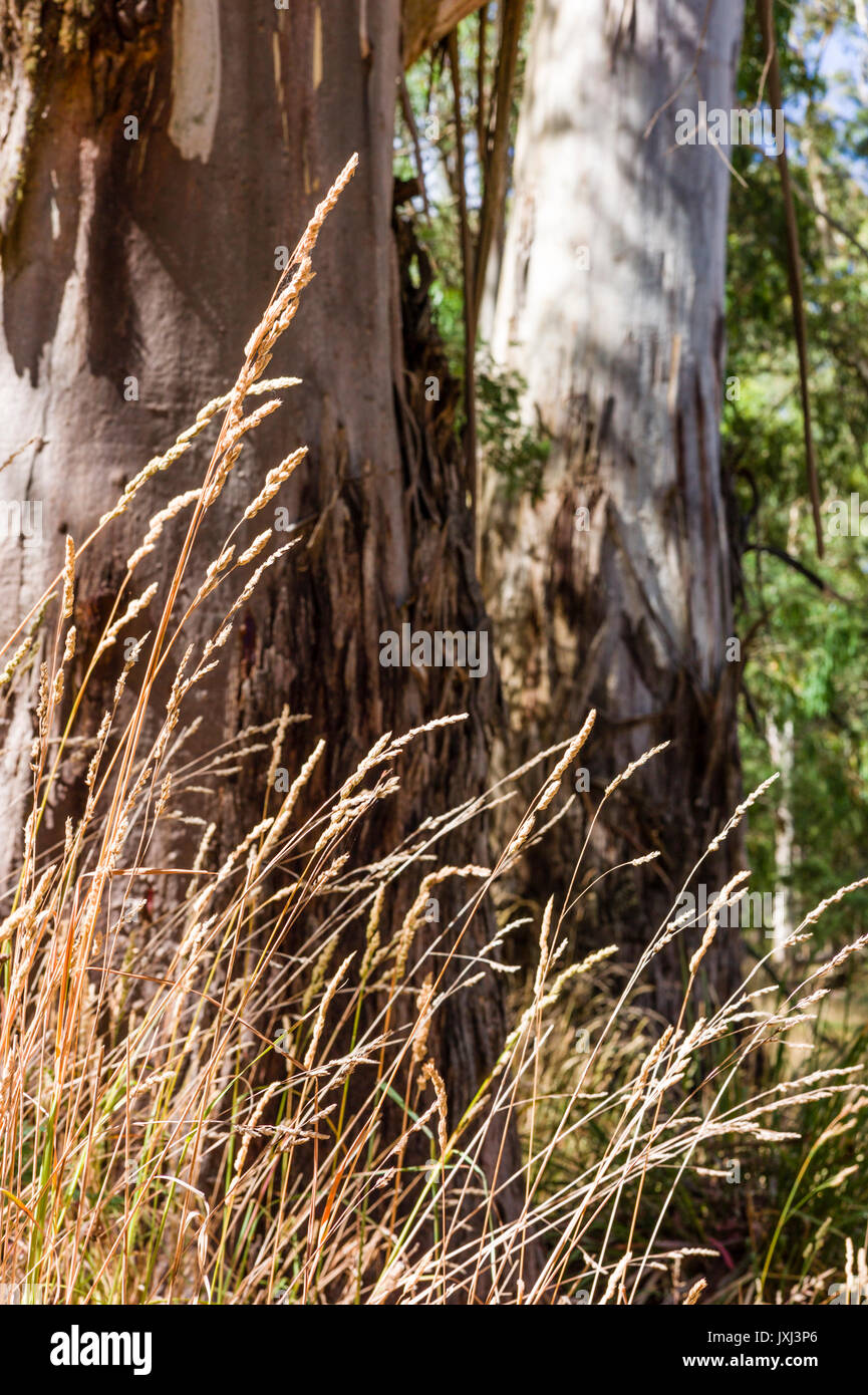 Australian grass seeds hi-res stock photography and images - Alamy