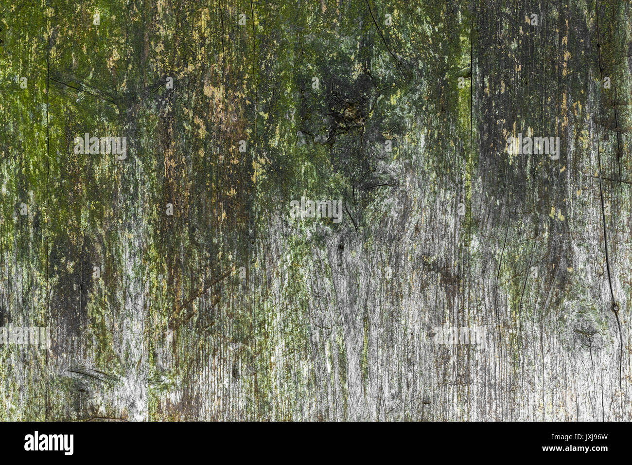 Wooden boards with mold and mildew Stock Photo - Alamy