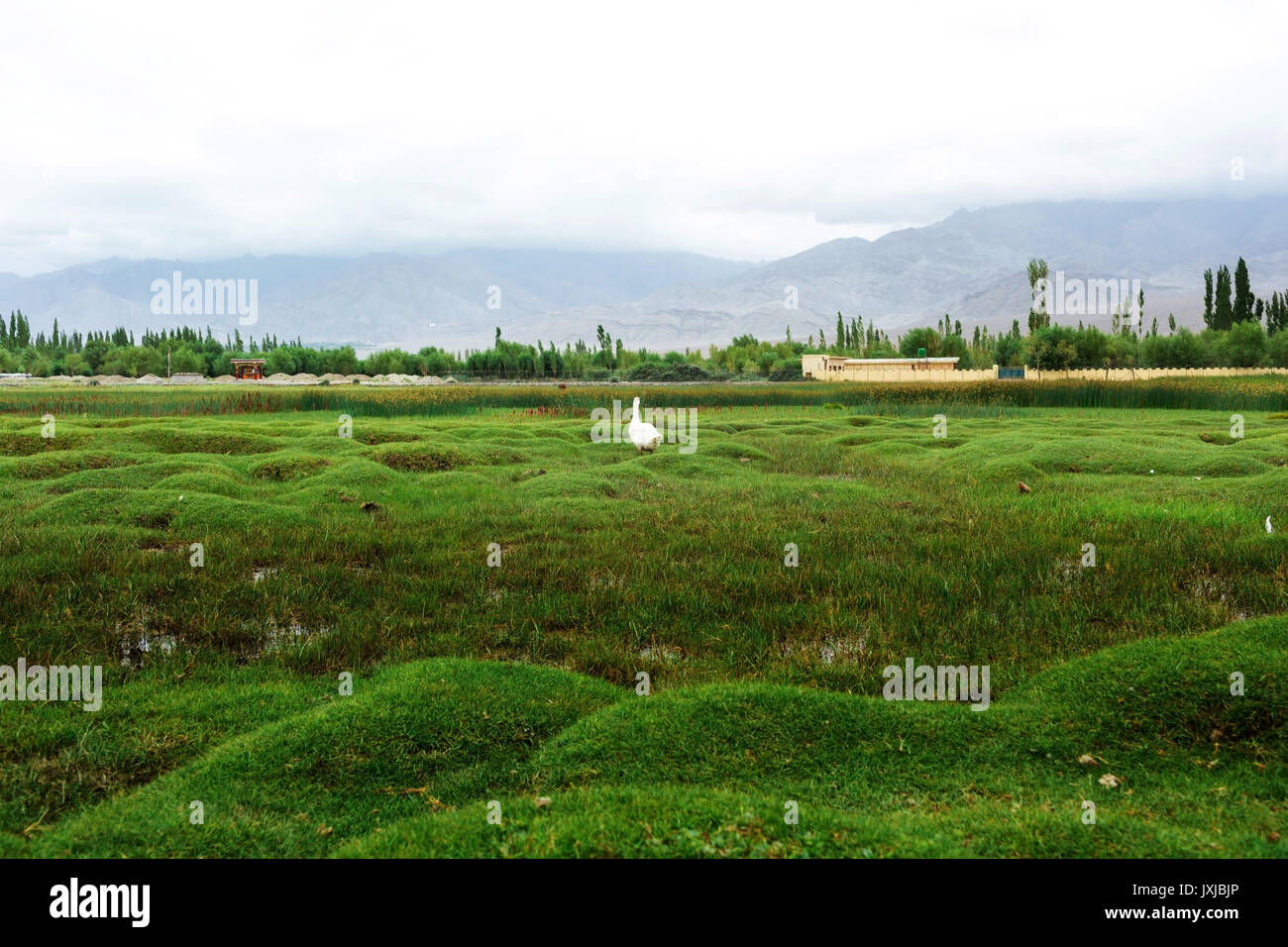 Animals with natural landscape near Shey Palace located at Leh Ladakh ...