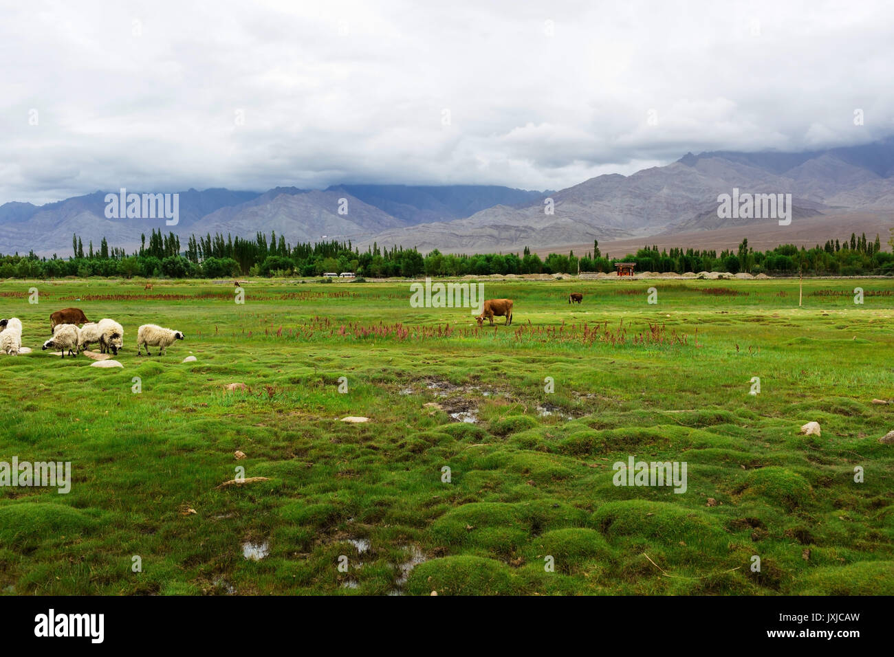 Animals with natural landscape near Shey Palace located at Leh Ladakh ...