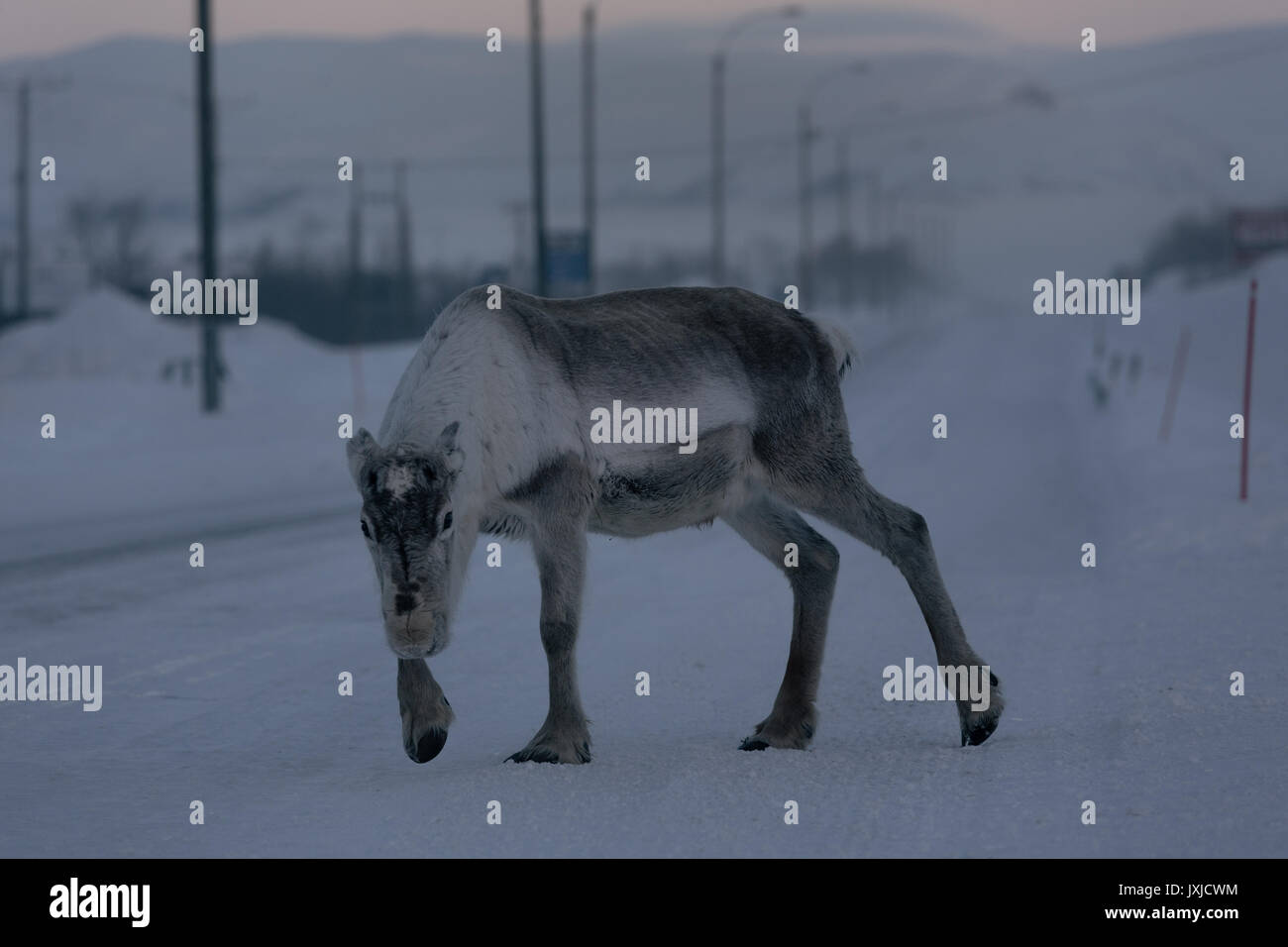 Donkey farm india hi-res stock photography and images - Alamy